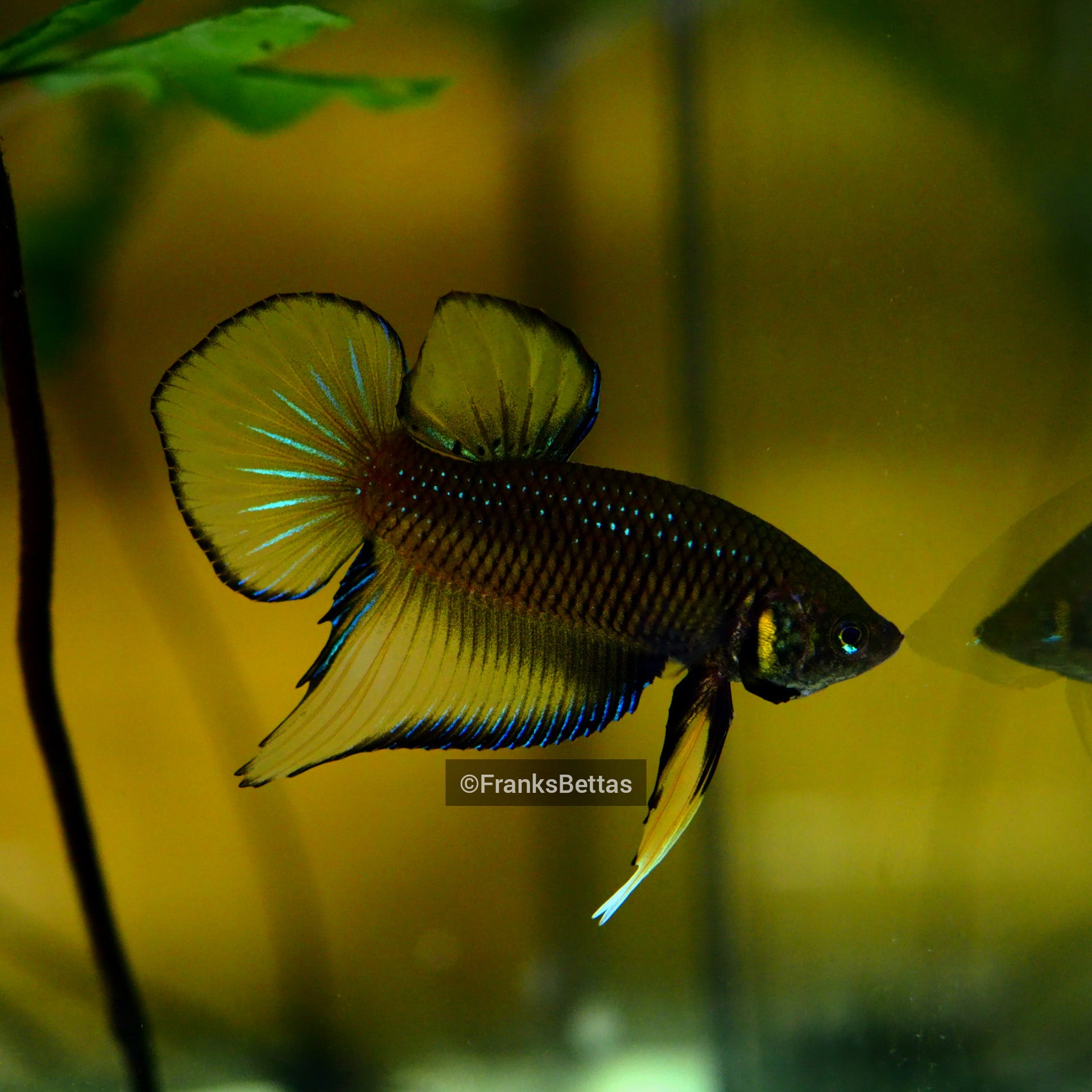 Betta Splendens – Franks Bettas