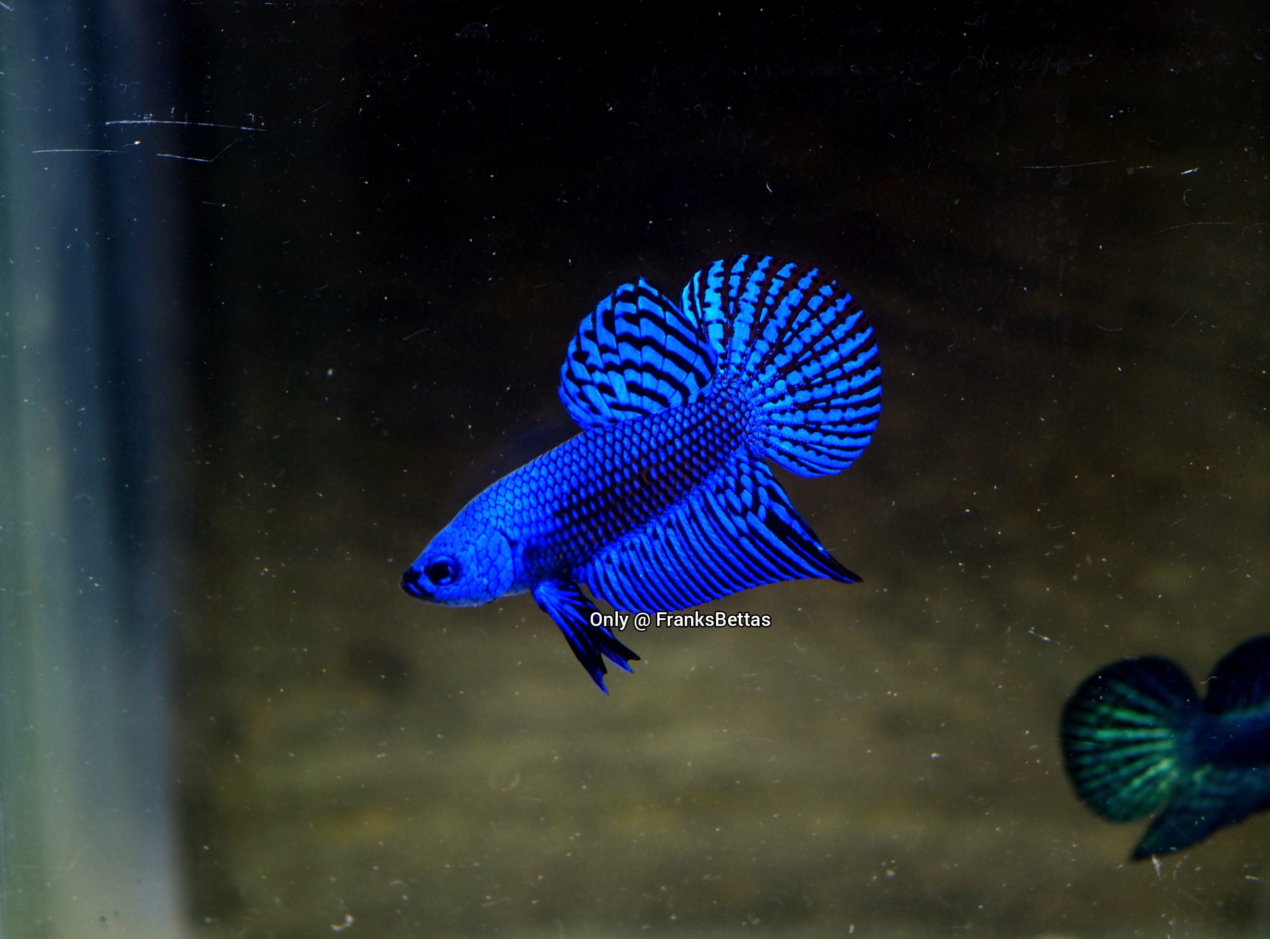 Alien Betta Blue – Franks Bettas