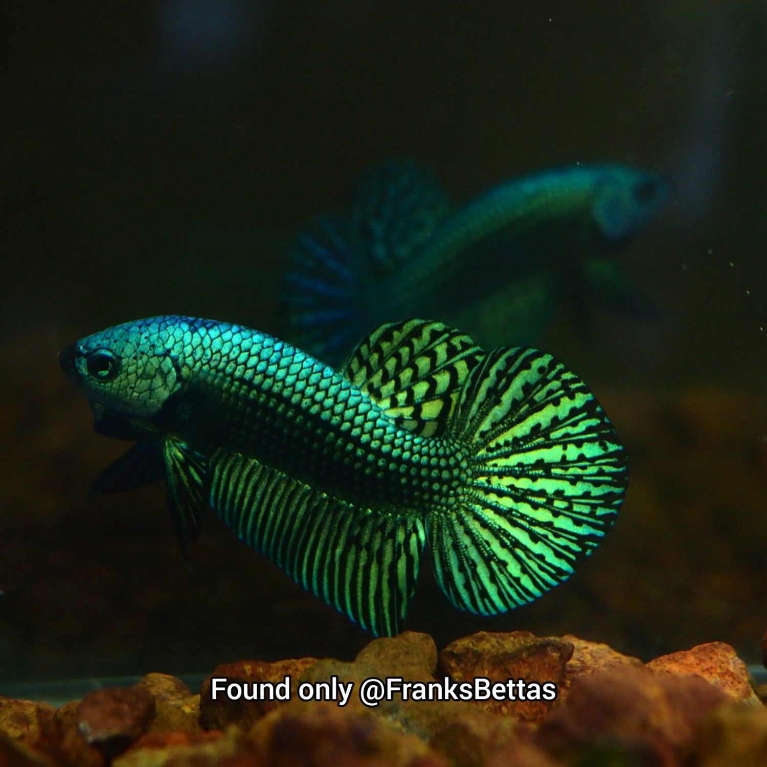 Collections – Franks Bettas
