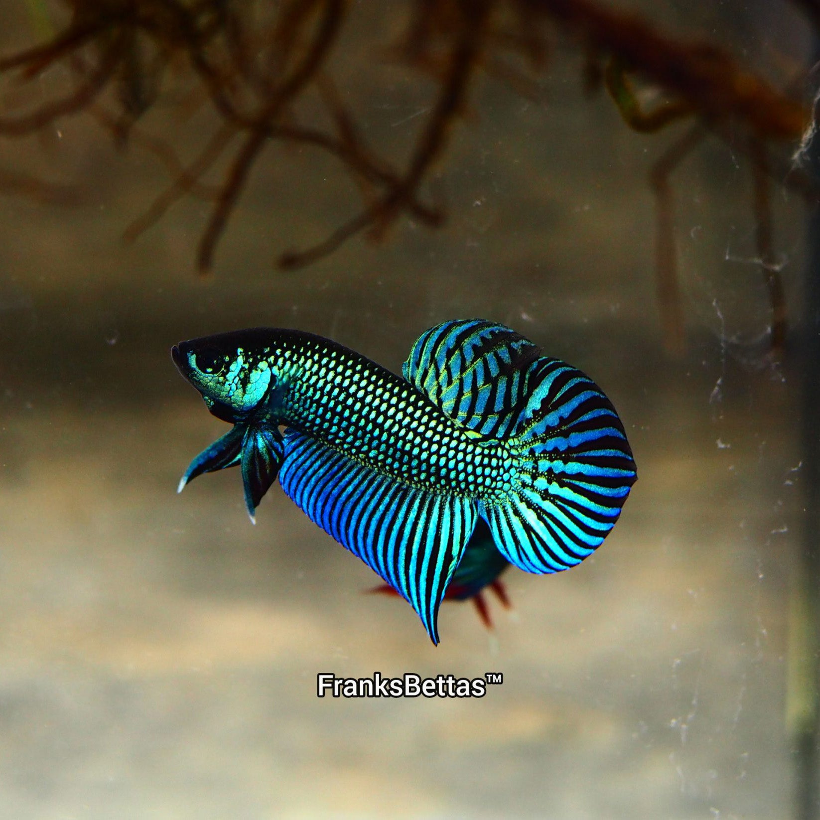 Betta Mahachaiensis – Franks Bettas