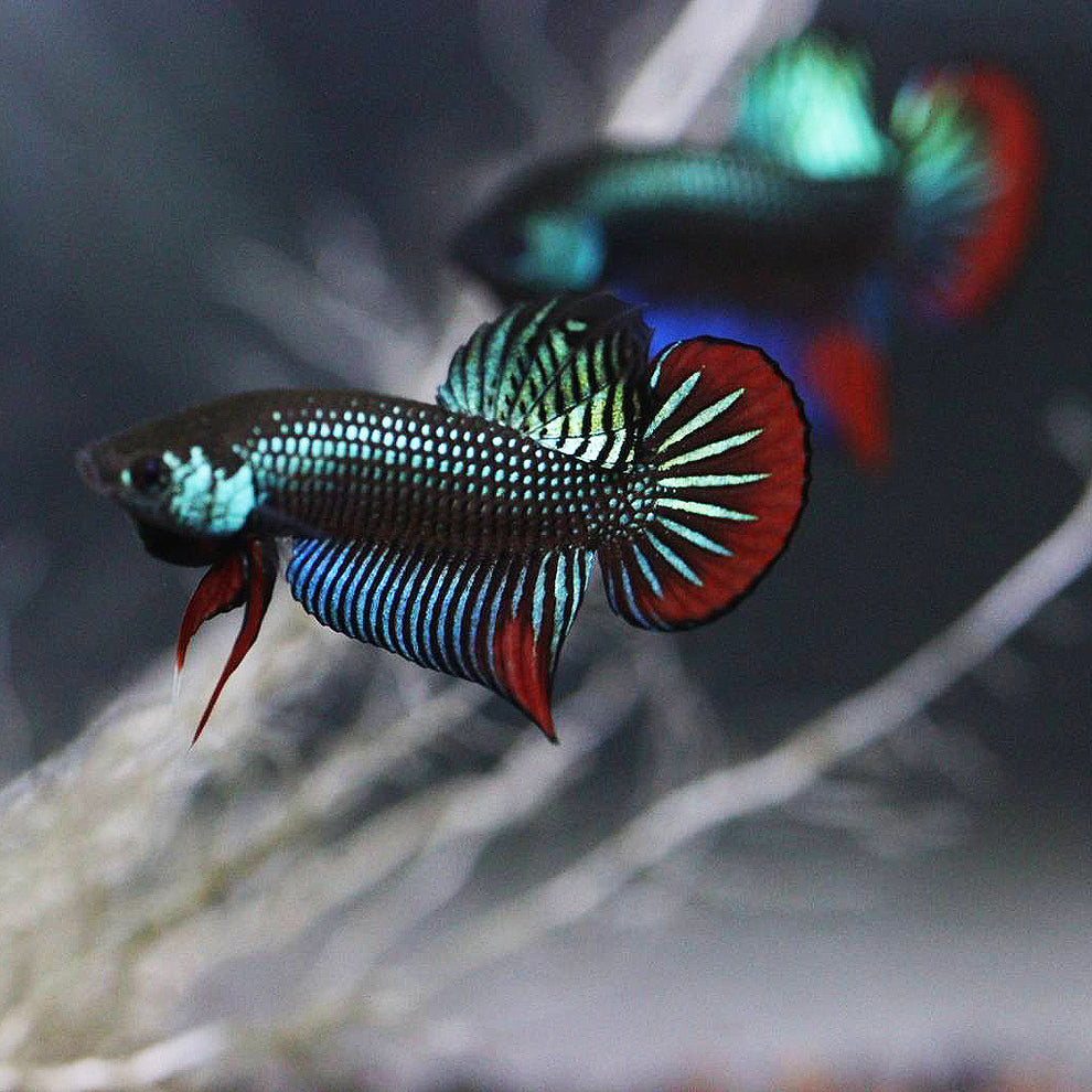 Wild Betta Imbellis Green – HIGH QUALITY MALE- FranksBettas Genetics ...