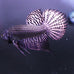 Wild Betta Alien Copper High quality Male – FranksBettas Genetics ...