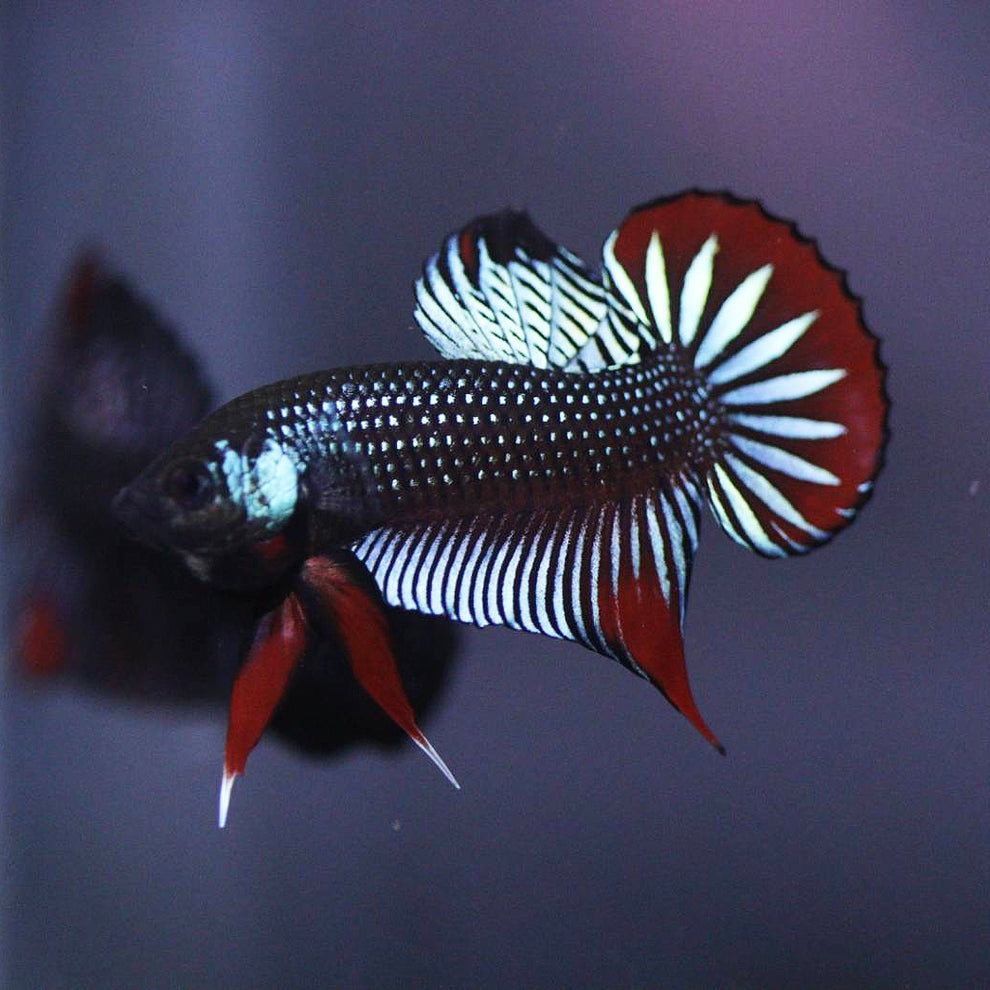Wild Betta Imbellis Green – HIGH QUALITY MALE- FranksBettas Genetics ...