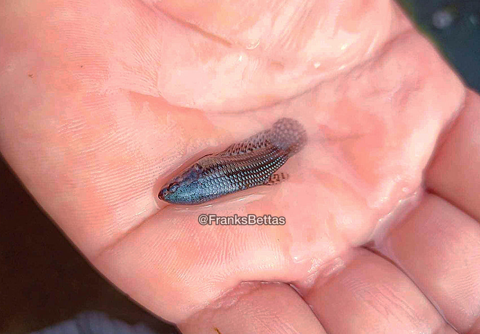 Alien Betta Steel Grey – Franks Bettas