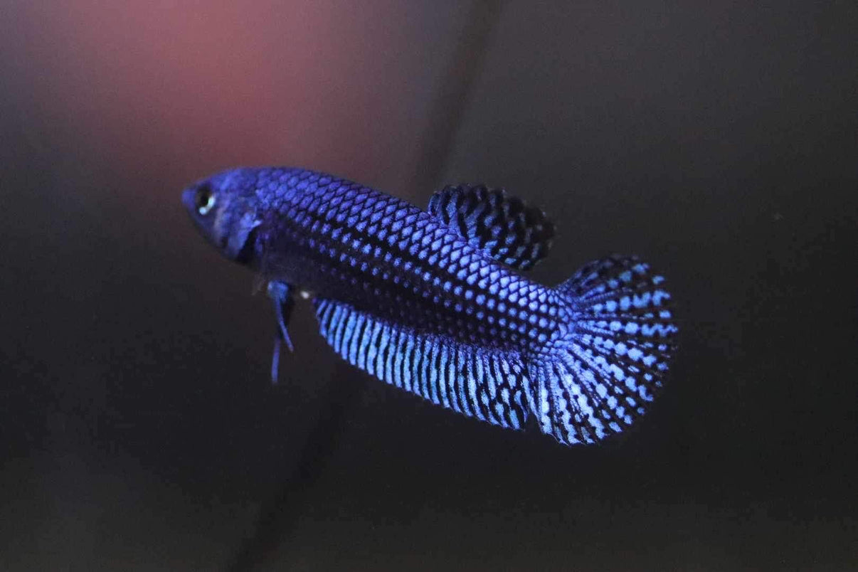 Wild Betta Alien Hybrid Blue High Quality Female – FranksBettas Geneti ...