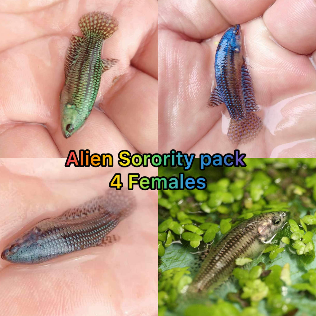 Alien Betta Blue – Franks Bettas