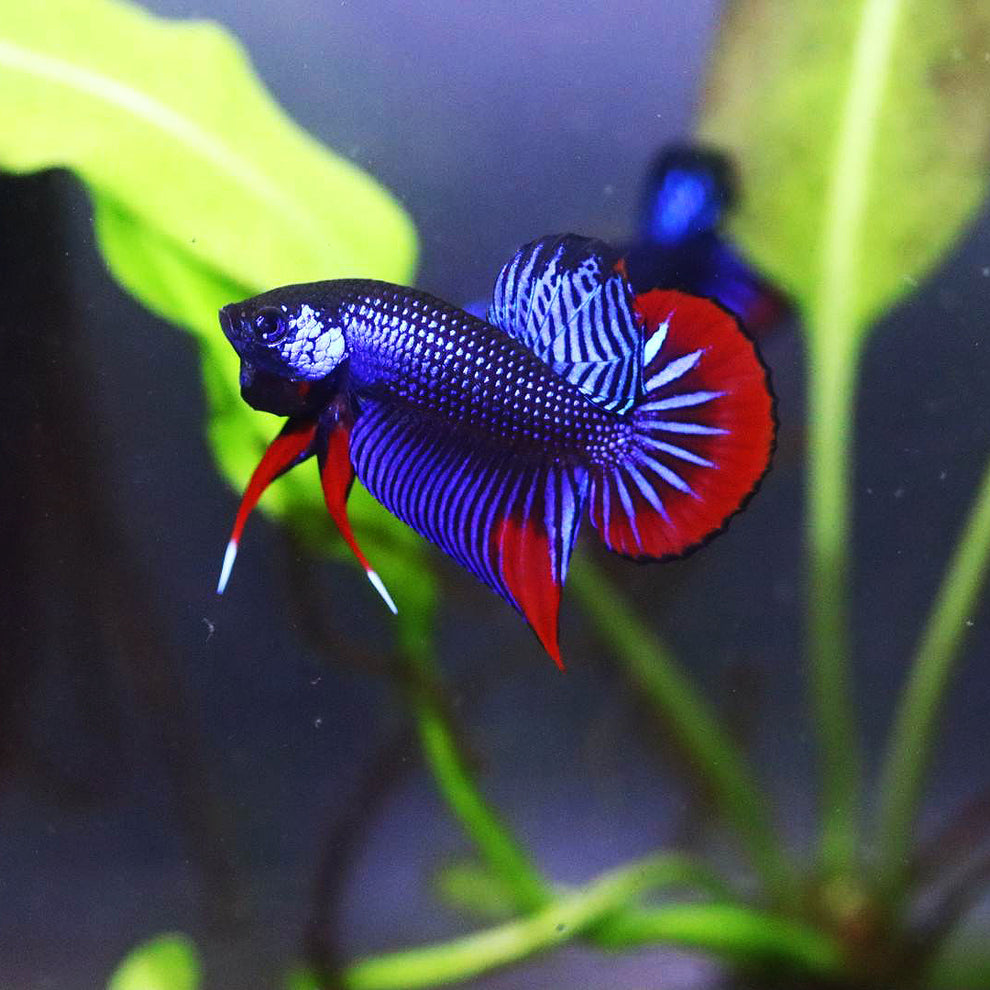 Wild Betta Imbellis Blue– HIGH QUALITY MALE- FranksBettas Genetics ...