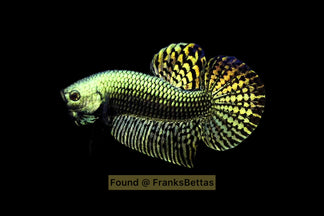 Wild Betta Alien Green HIGH QUALITY MALE – FranksBettas Genetics ...