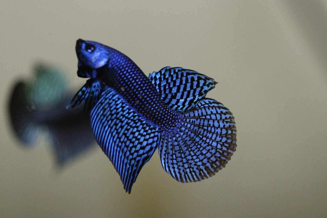 Alien Betta Copper – Franks Bettas
