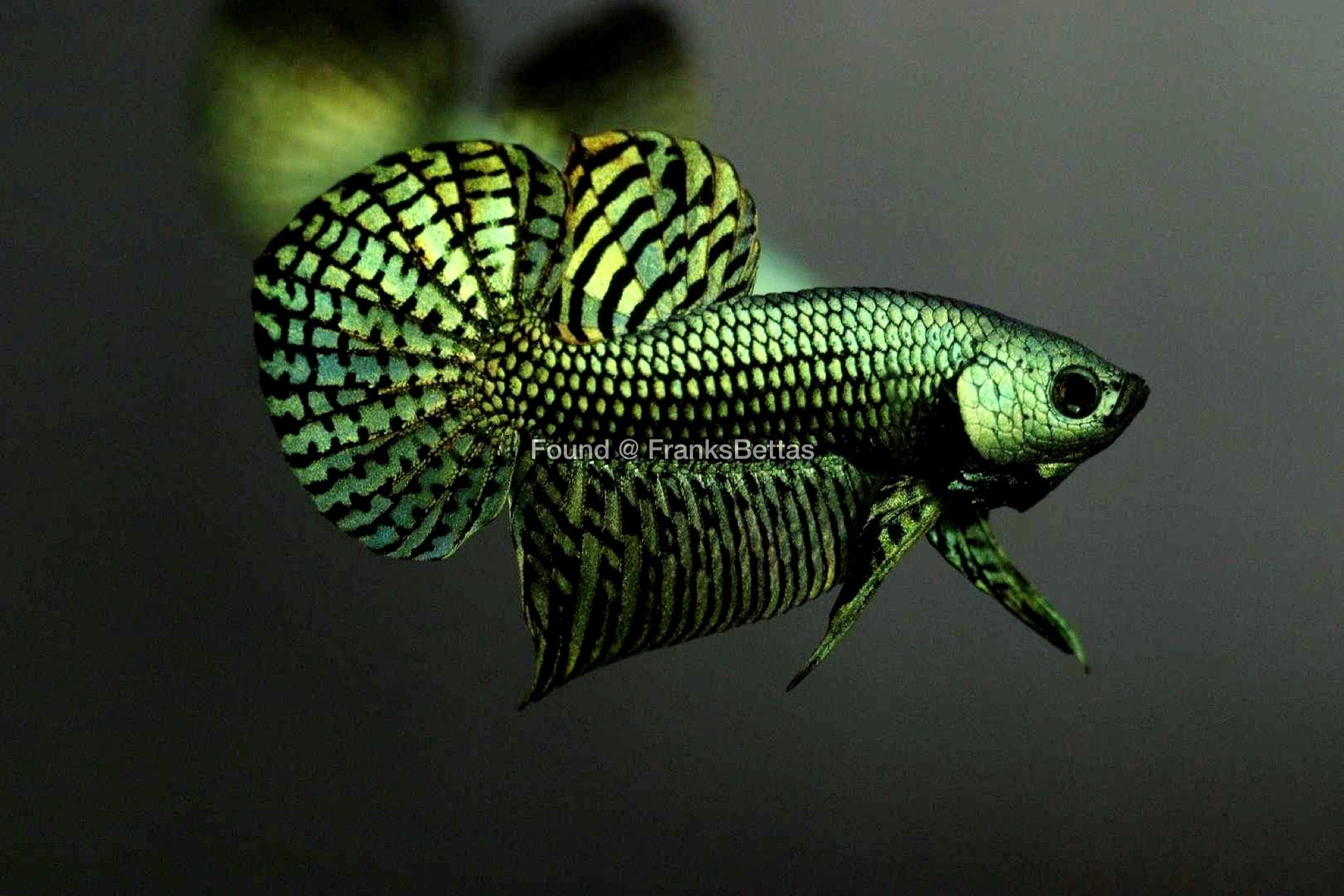 Wild Betta Alien Green HIGH QUALITY MALE – FranksBettas Genetics ...