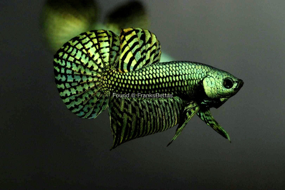 Alien Betta Green – Franks Bettas