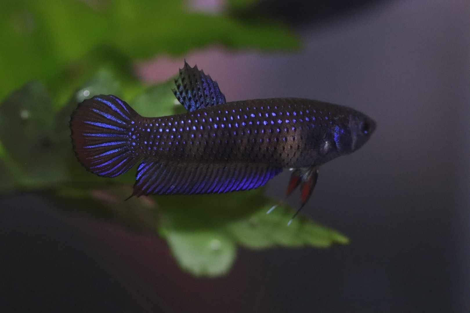 Wild Betta Imbellis Blue HIGH QUALITY FEMALE- FranksBettas Genetics – Franks Bettas