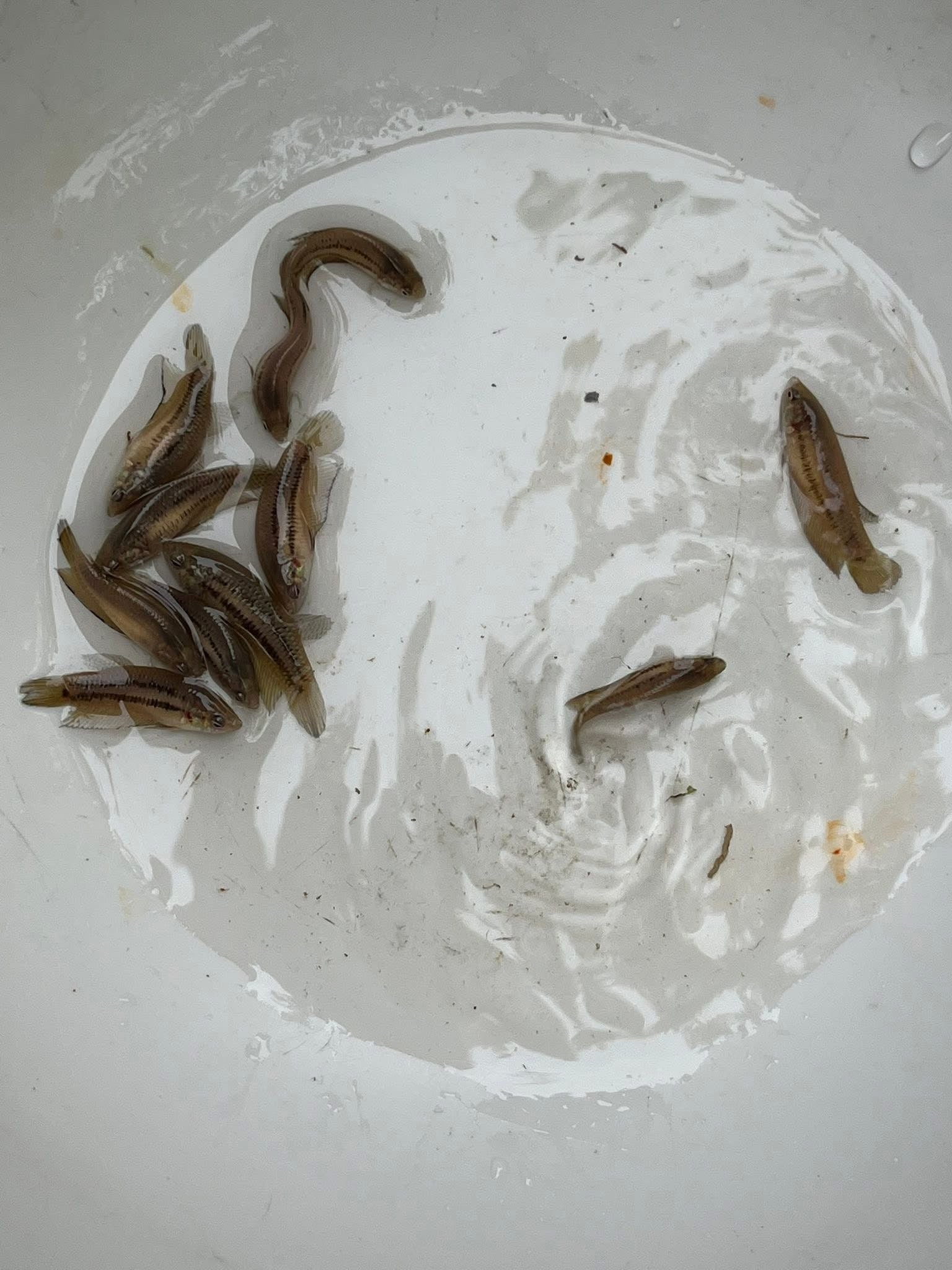 Wild original betta spladens Female – Franks Bettas