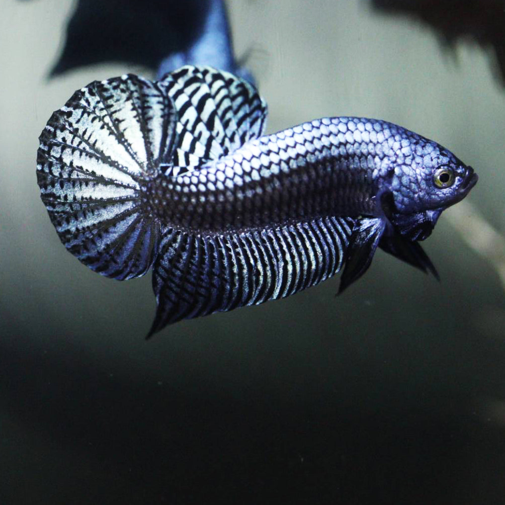 Wild Betta Alien Steel Grey HIGH QUALITY MALE – FranksBettas – Franks ...
