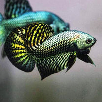 Wild Betta Alien Green HIGH QUALITY MALE – FranksBettas Genetics ...