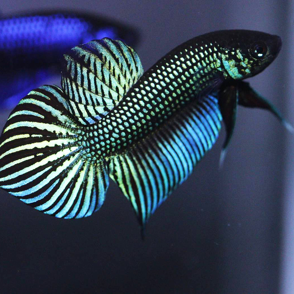 Wild Betta Mahachaiensis HIGH QUALITY MALE – FranksBettas – Franks Bettas