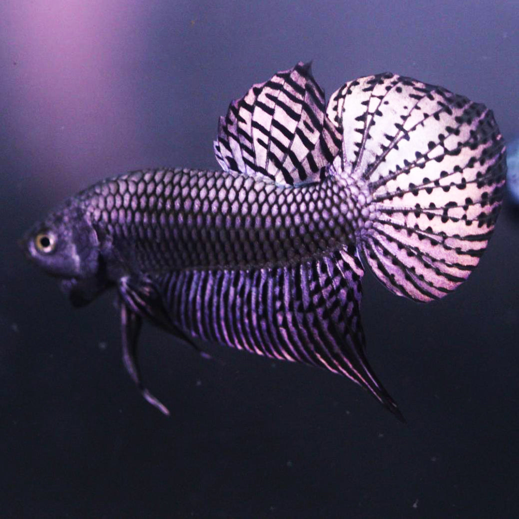 Wild Betta Alien Copper High quality Male – FranksBettas Genetics ...