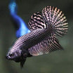 Wild Betta Alien Copper High quality Male – FranksBettas Genetics ...