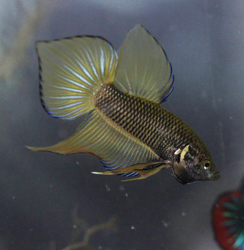 Betta Splendens – Franks Bettas