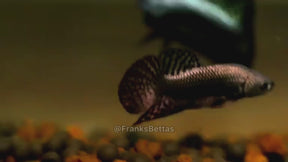 Wild Betta Alien Copper High quality Male – FranksBettas Genetics ...